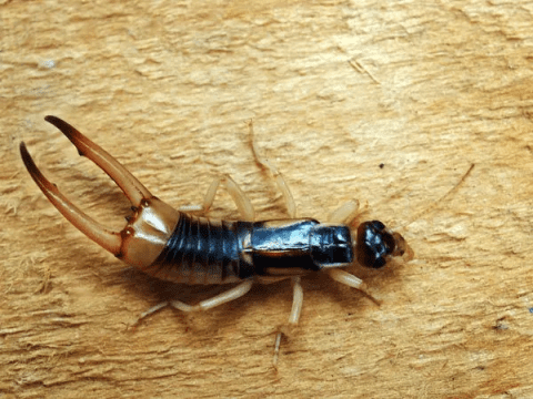 Earwig Control - Bug Blasters